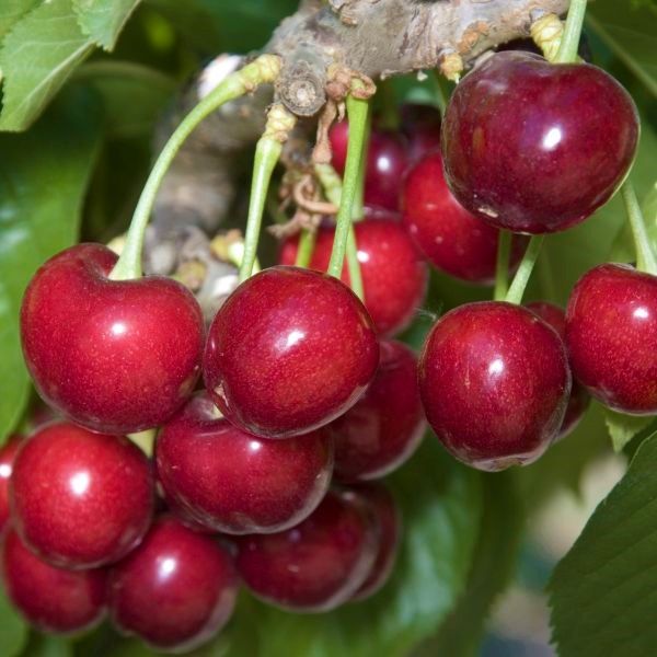Top 5 Fruit Trees to Grow in Kansas City (And How to Care for Them)