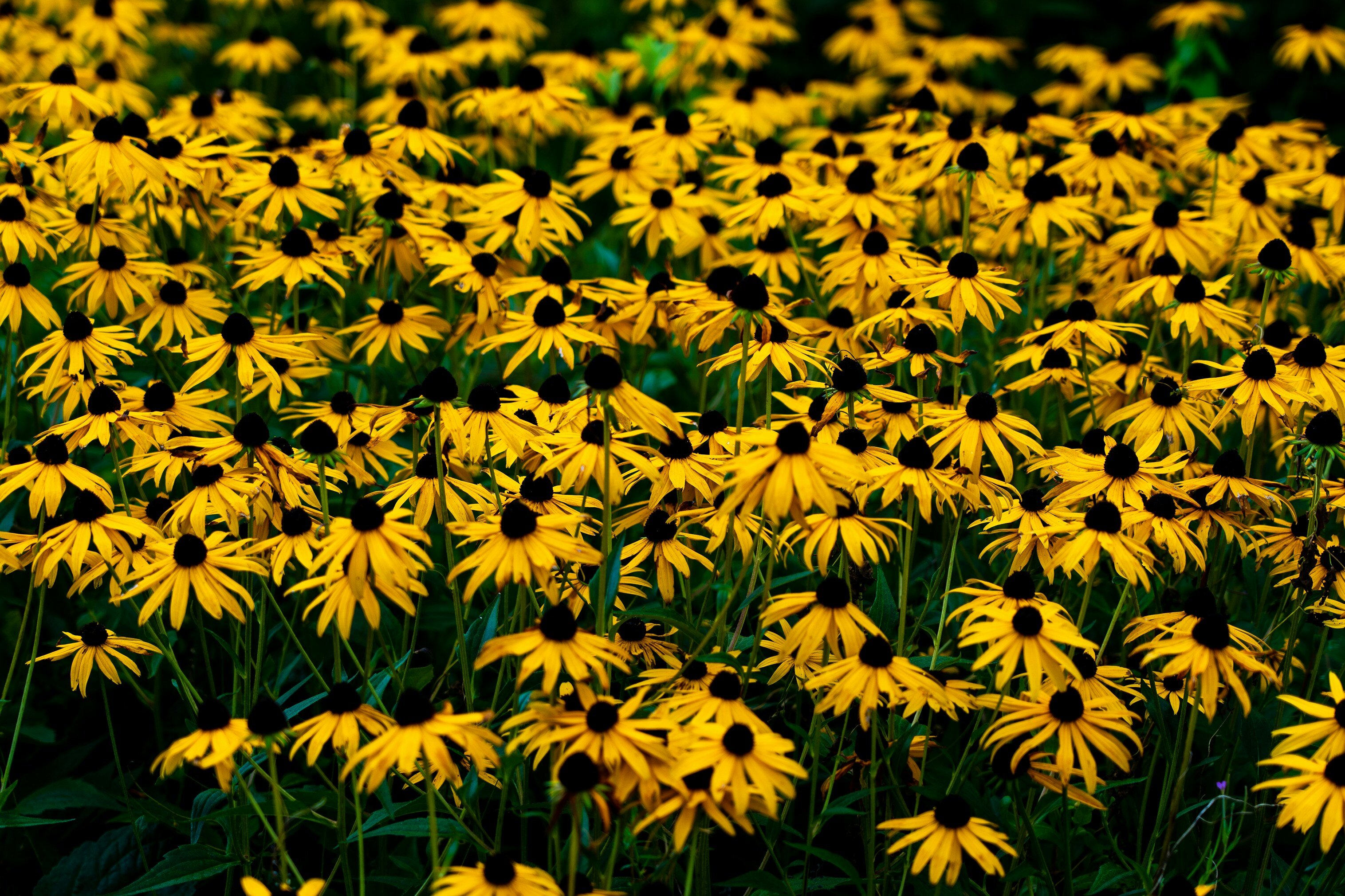 5 Stunning Native Missouri Flowers to Plant This April