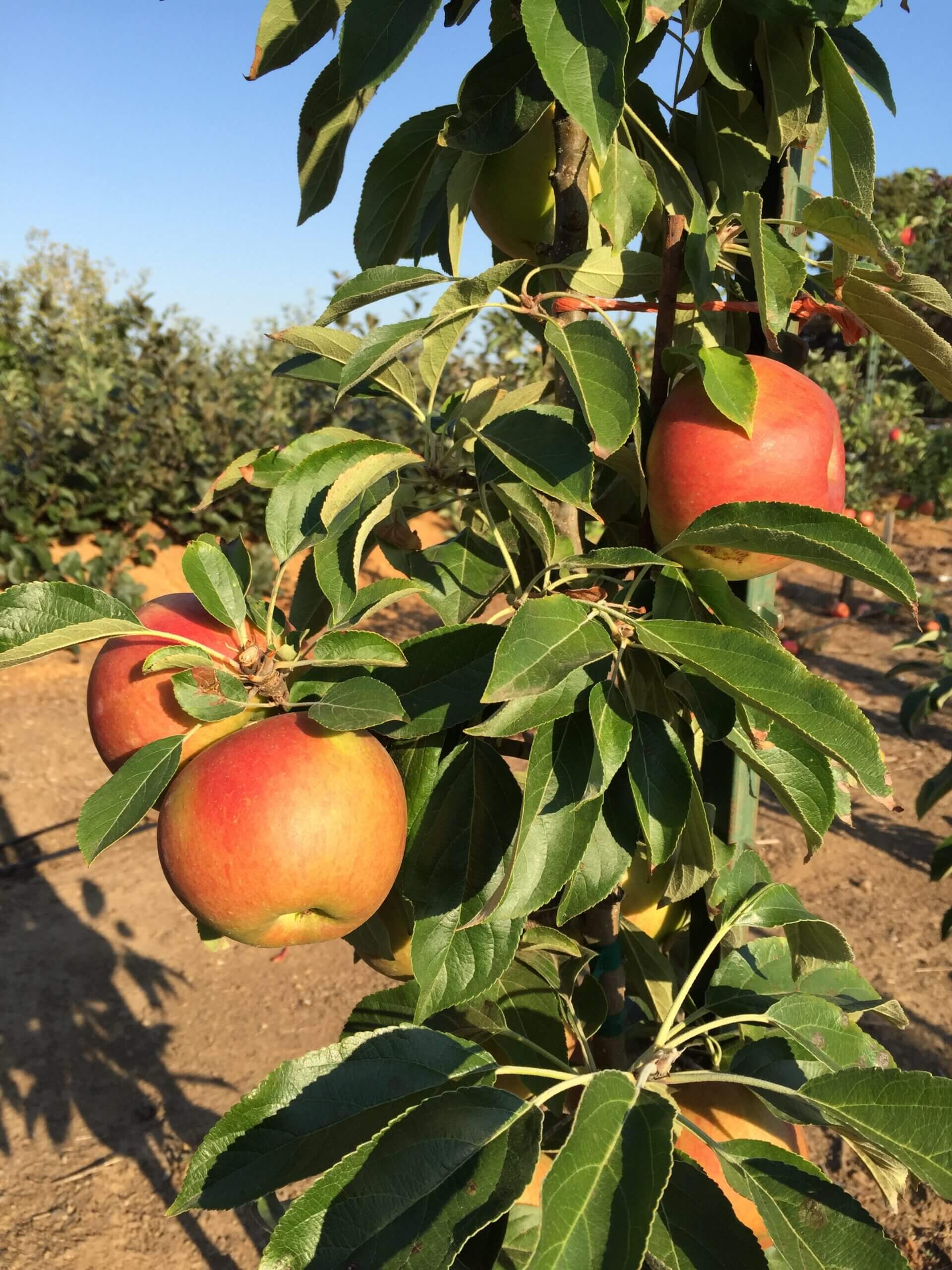 Meet the Urban Apple | Colonial Gardens