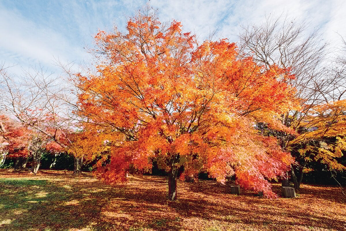 Fall Maintenance | Colonial Gardens